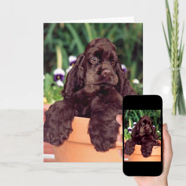 Chocolate Cocker Spaniel greeting card | Zazzle