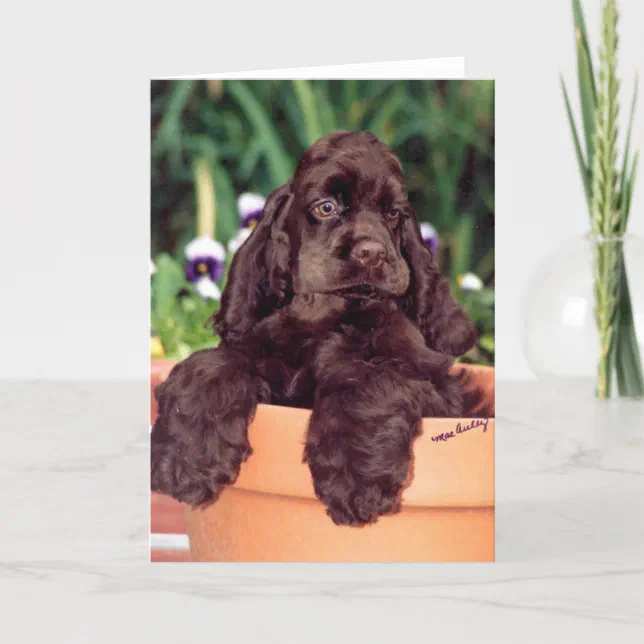 Chocolate Cocker Spaniel greeting card | Zazzle