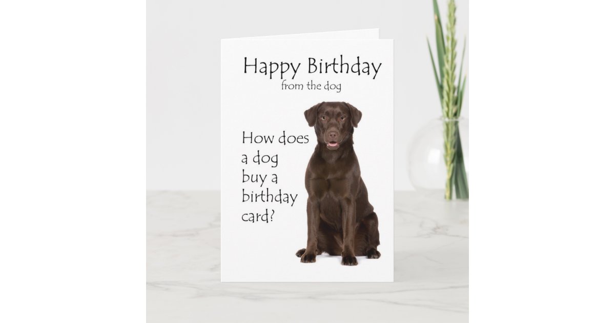 Chocolate Lab Birthday Card | Zazzle