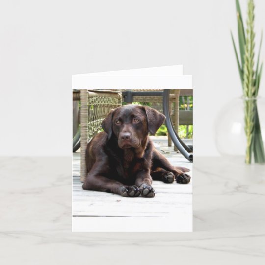 Chocolate Lab Card | Zazzle.com