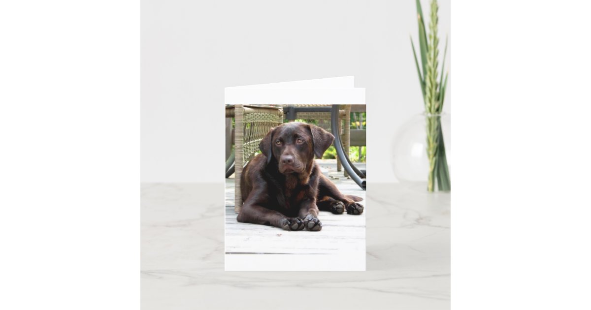 Chocolate Lab Card | Zazzle