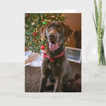 Chocolate Lab Christmas Card | Zazzle