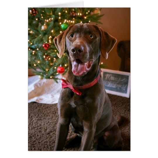 Chocolate Lab Christmas Card | Zazzle.com