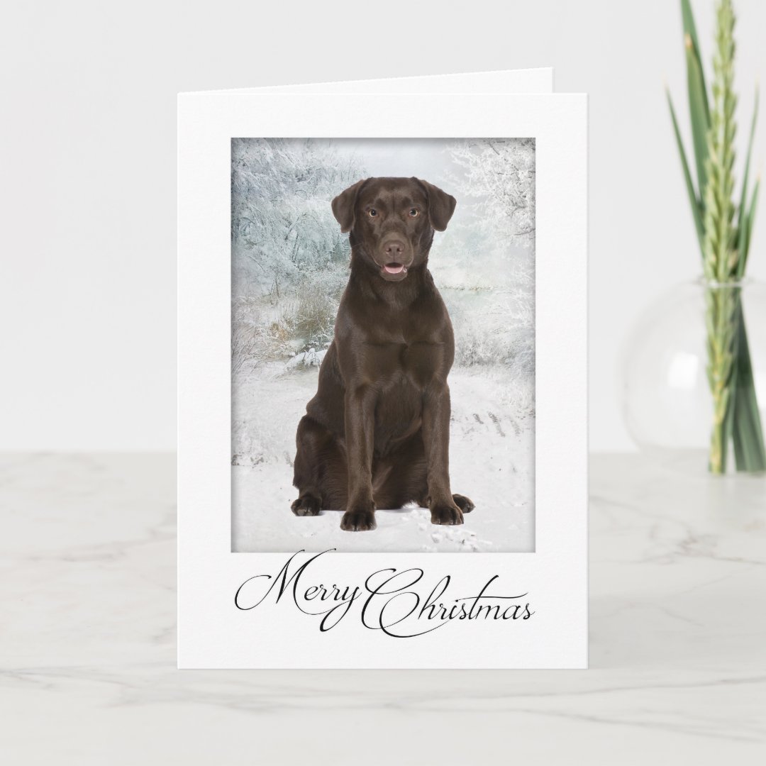 Chocolate Lab Christmas Card | Zazzle
