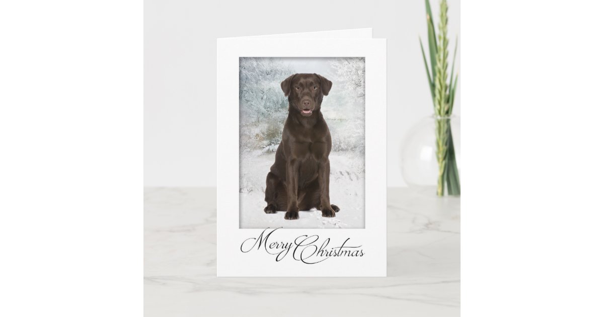 Chocolate Lab Christmas Card | Zazzle