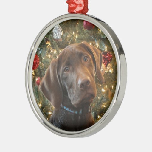 Chocolate Lab Christmas Ornament | Zazzle