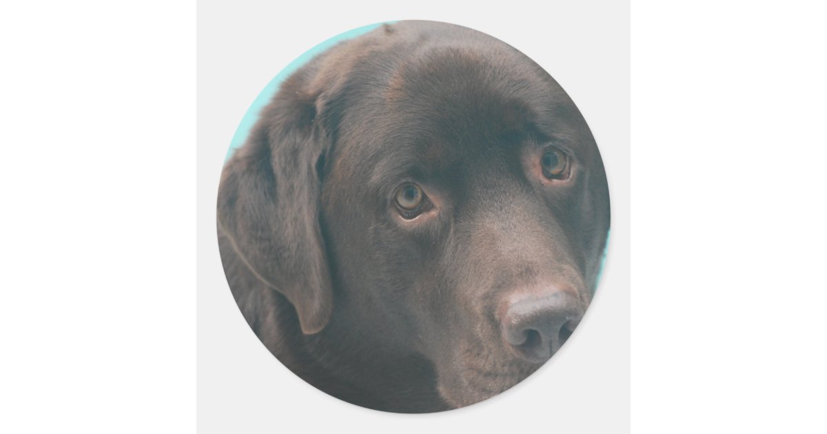 Chocolate Lab Dog Stickers | Zazzle