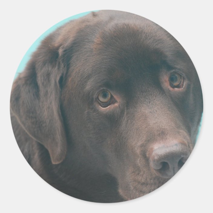 Chocolate Lab Dog Stickers | Zazzle.com