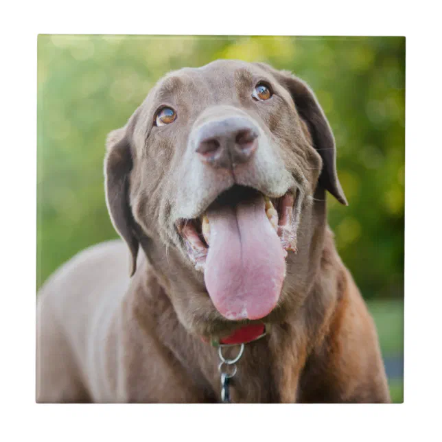 Chocolate Lab Dog Tile | Zazzle