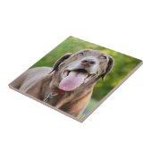 Chocolate Lab Dog Tile | Zazzle