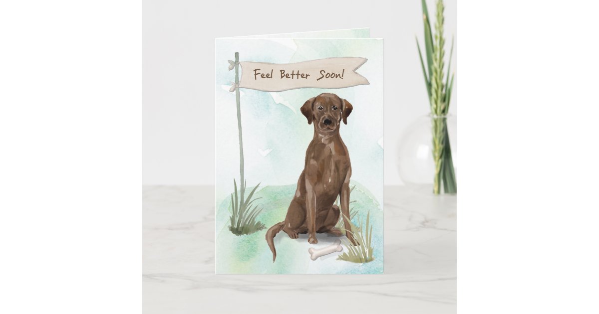 Chocolate Lab Feel Better After Surgery with Dog Card | Zazzle