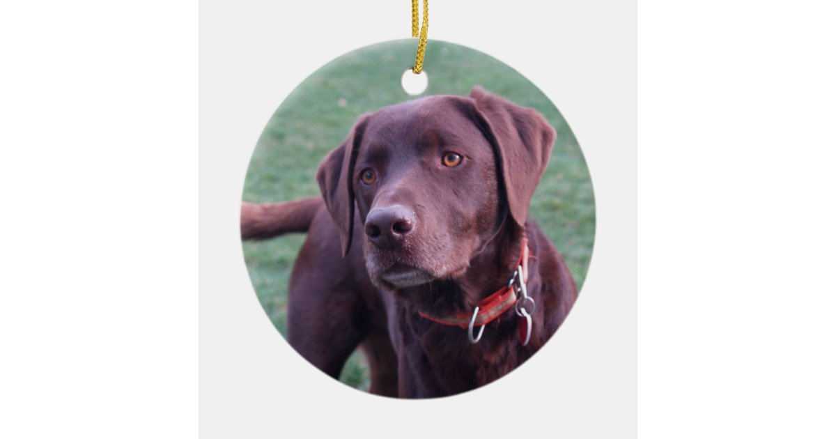 Chocolate Lab Ornament | Zazzle