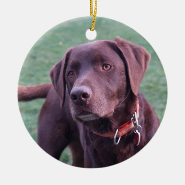 Chocolate Lab Ornament | Zazzle