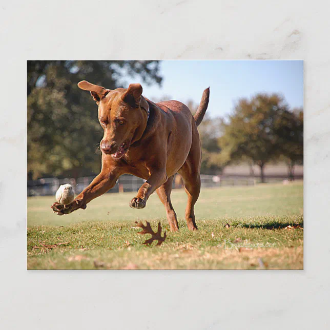 Chocolate Lab Pit Mix Dog Chasing Ball Postcard | Zazzle