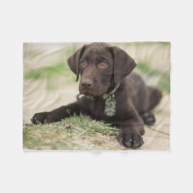 Chocolate Lab Puppy Fleece Blanket | Zazzle