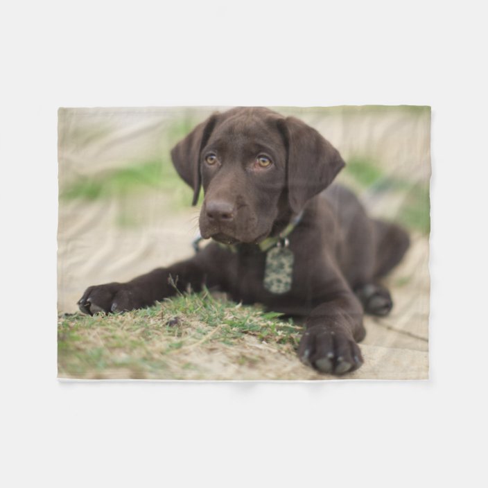 Chocolate Lab Puppy Fleece Blanket | Zazzle.com