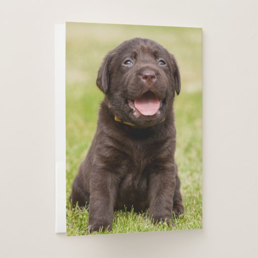 Chocolate Lab Puppy Pocket Folder | Zazzle