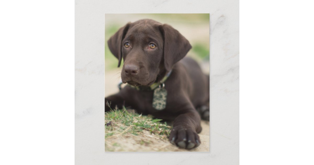 Chocolate Lab Puppy Postcard | Zazzle