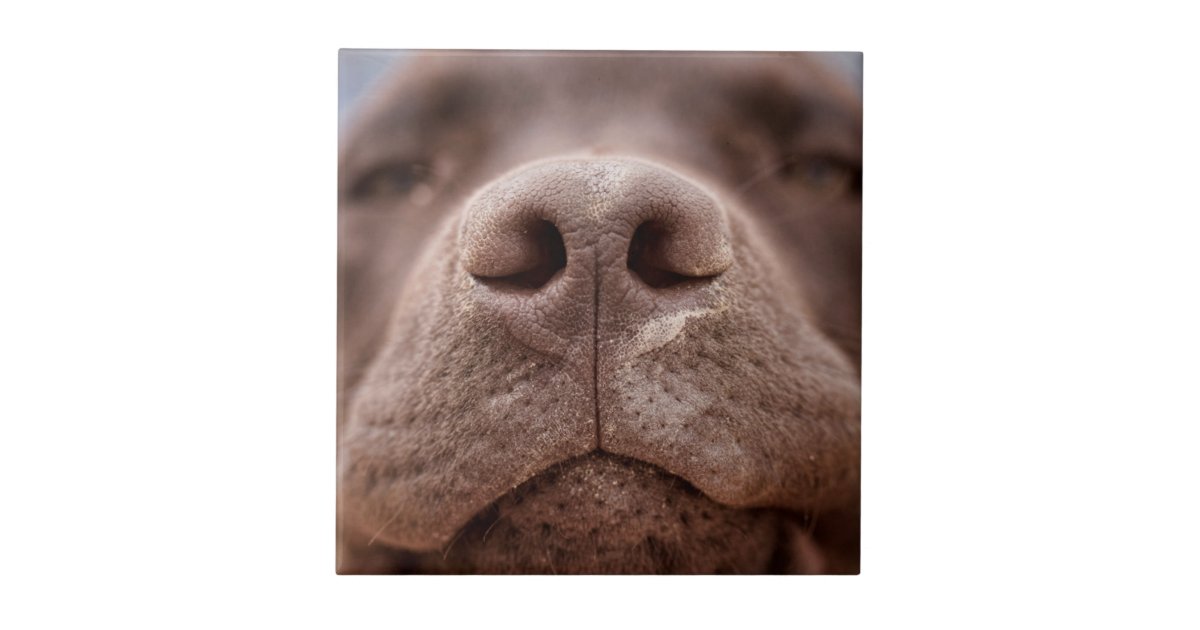 Chocolate Labrador Nose Closeup Ceramic Tile | Zazzle