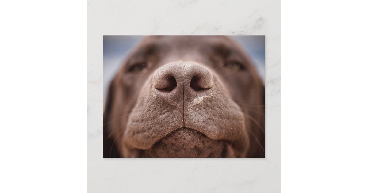 Chocolate Labrador Nose Closeup Postcard | Zazzle