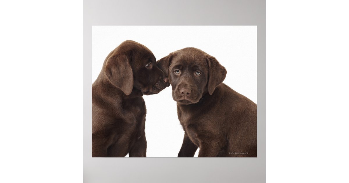 Chocolate Labrador Retriever Puppies Poster | Zazzle