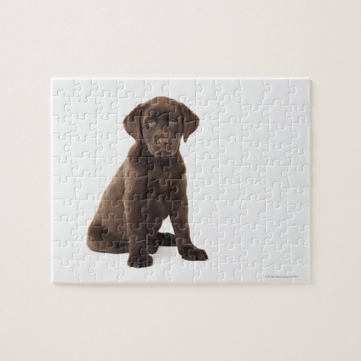 Chocolate Labrador Retriever Puppy Jigsaw Puzzle | Zazzle