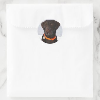 Chocolate Labrador Sticker | Zazzle