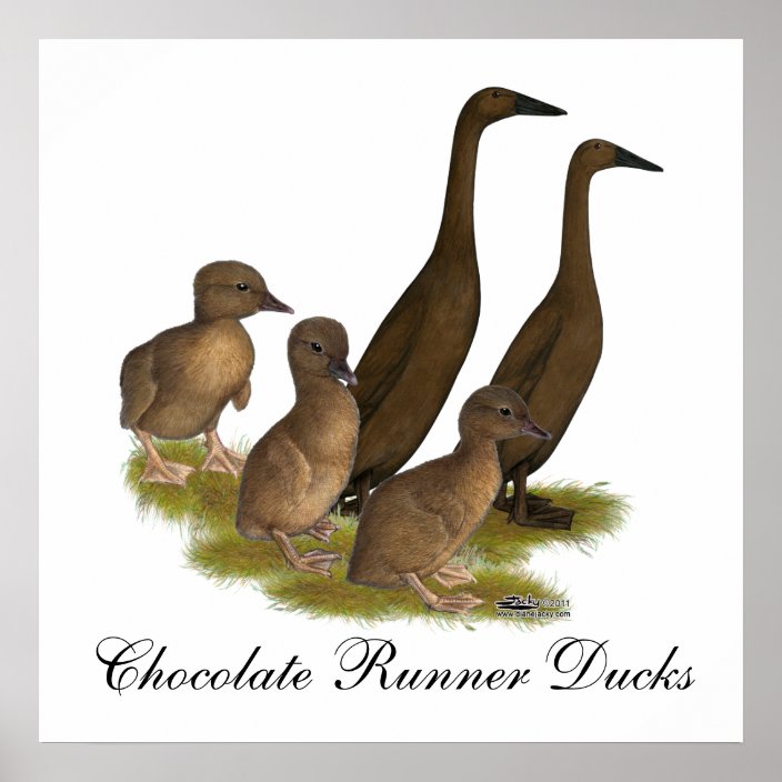 Chocolate Runner Duck Family Poster | Zazzle