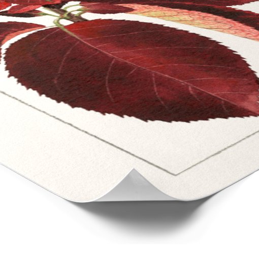 Chokecherry Leaves (Prunus virginiana) Painting Poster | Zazzle