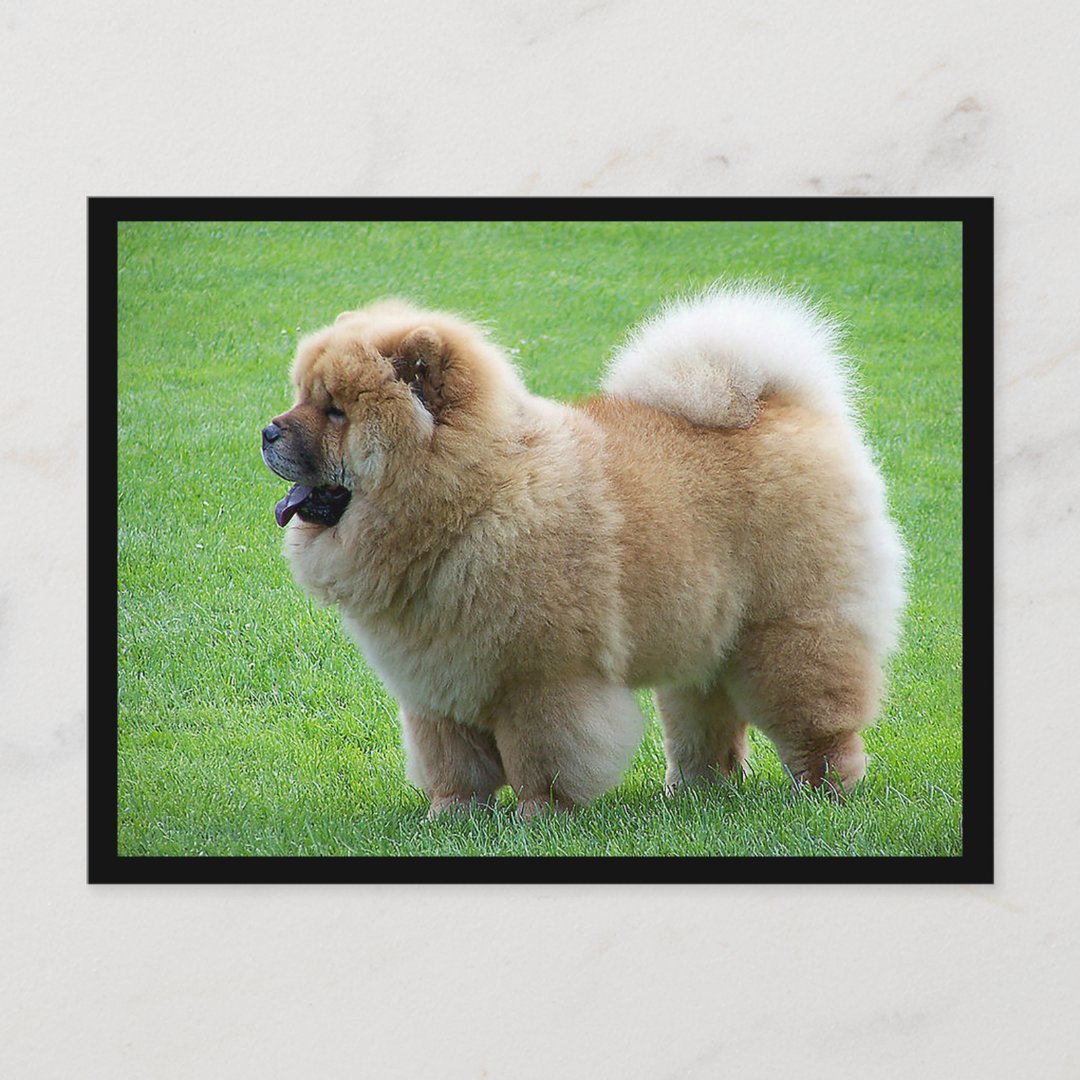 Chow Chow Puppy Dog Blank Greeting Post Card | Zazzle