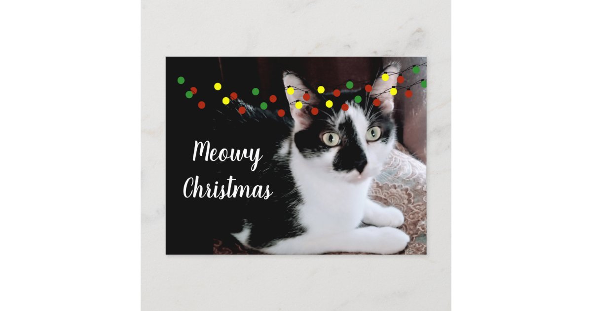 Christmas Cat Holiday Postcard | Zazzle