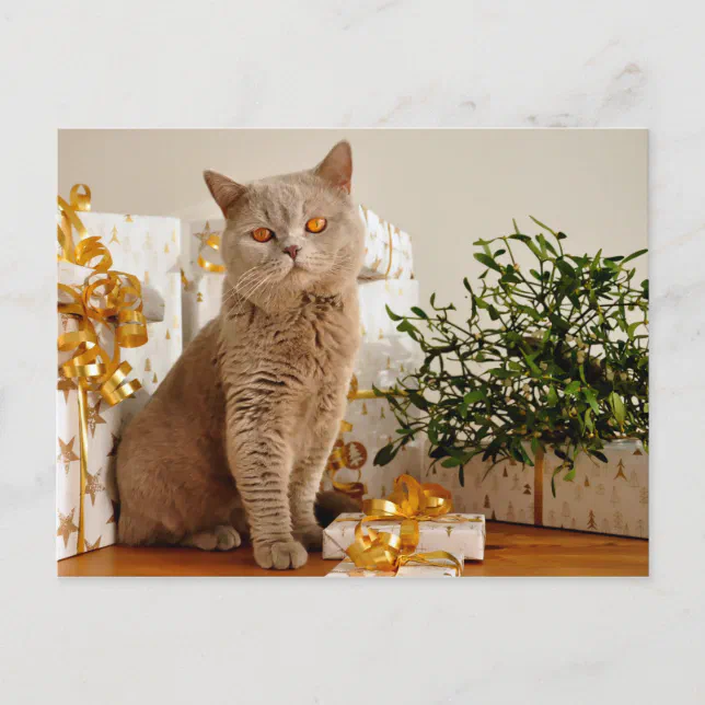 christmas cat postcard | Zazzle