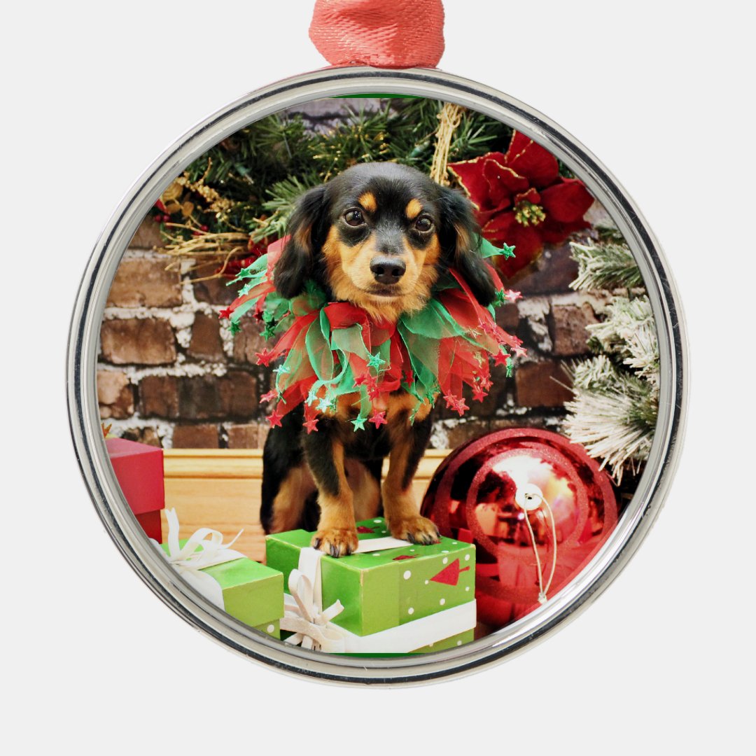 Christmas - Chiweenie - Titus Metal Ornament | Zazzle