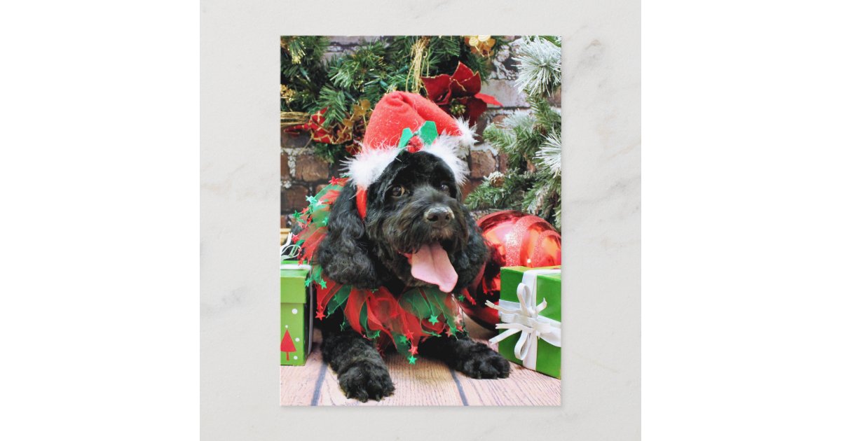 Christmas - Cockapoo - Jack Holiday Postcard | Zazzle