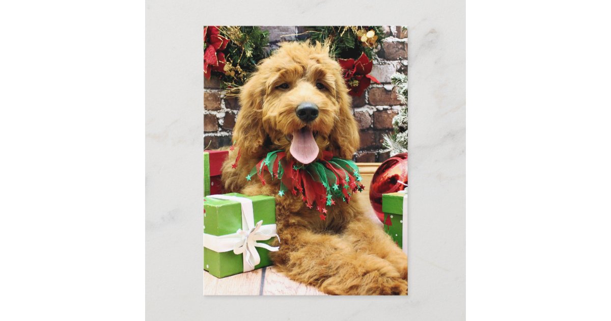 Christmas - GoldenDoodle - Claire Holiday Postcard | Zazzle