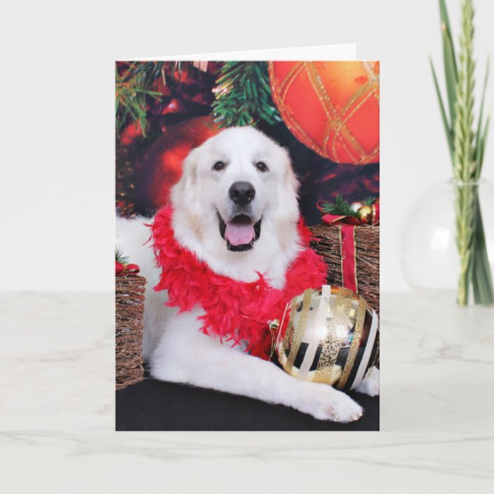 Christmas - Great Pyrenees - Sophie Holiday Card | Zazzle.com