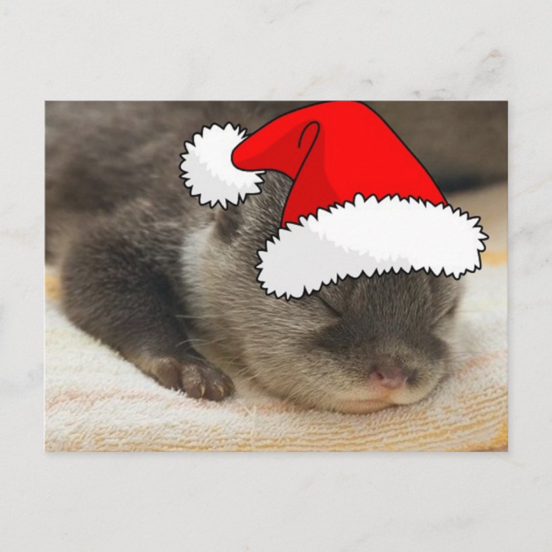 Christmas Otter Holiday Postcard | Zazzle
