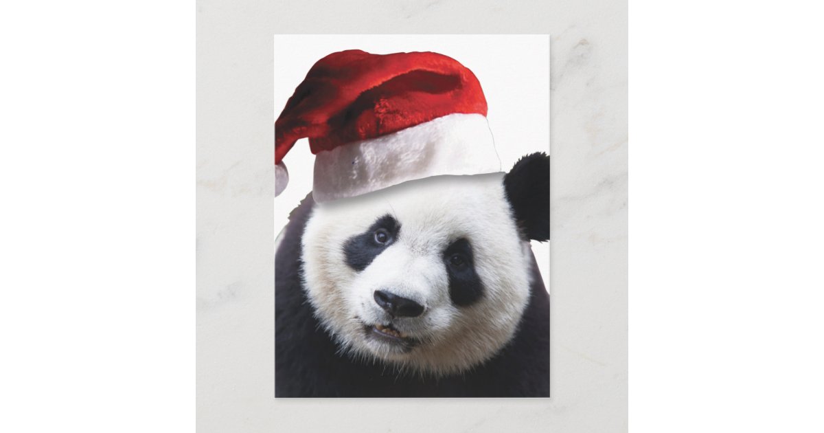 Christmas Panda Bear Holiday Postcard | Zazzle