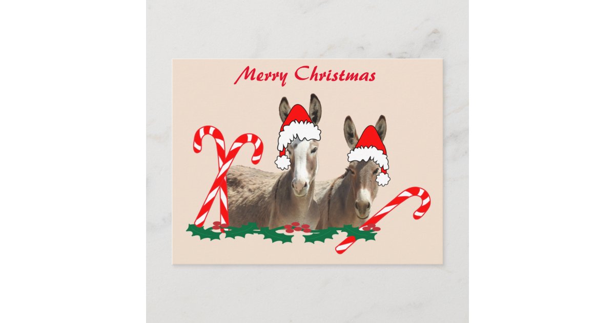 Christmas postcard, wildlife, donkeys postcard | Zazzle