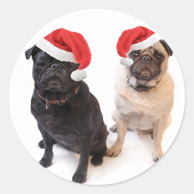 christmas pugs classic round sticker | Zazzle