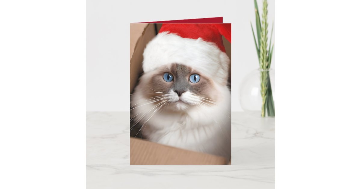 Christmas Ragdoll Cat in Cardboard Box Card | Zazzle