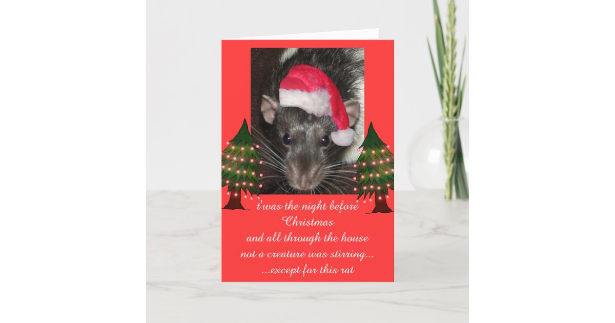Christmas rats holiday card | Zazzle