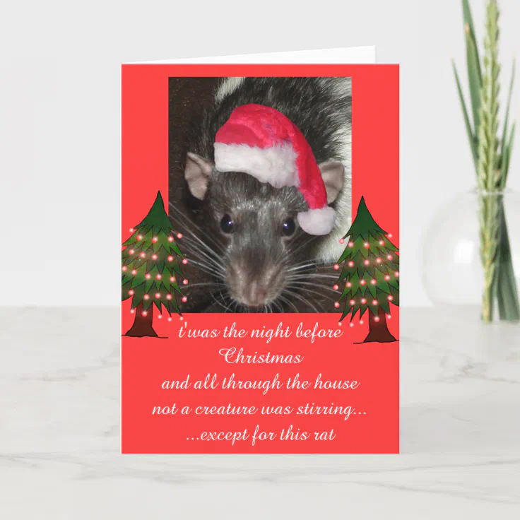 Christmas rats holiday card | Zazzle