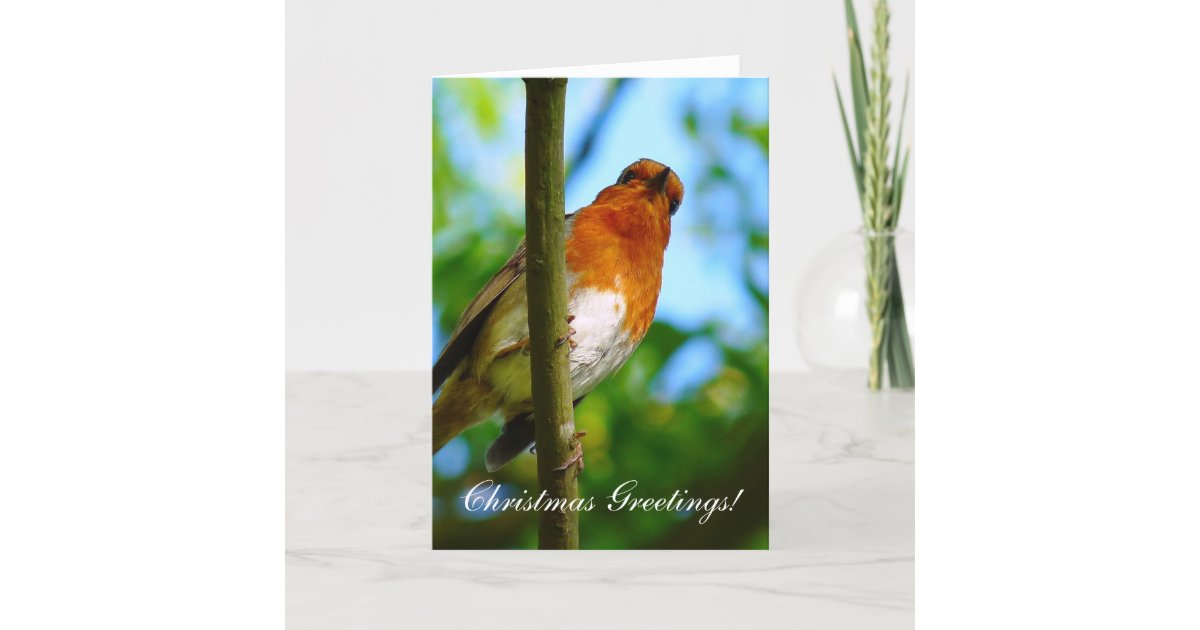 CHRISTMAS ROBIN HOLIDAY CARD | Zazzle