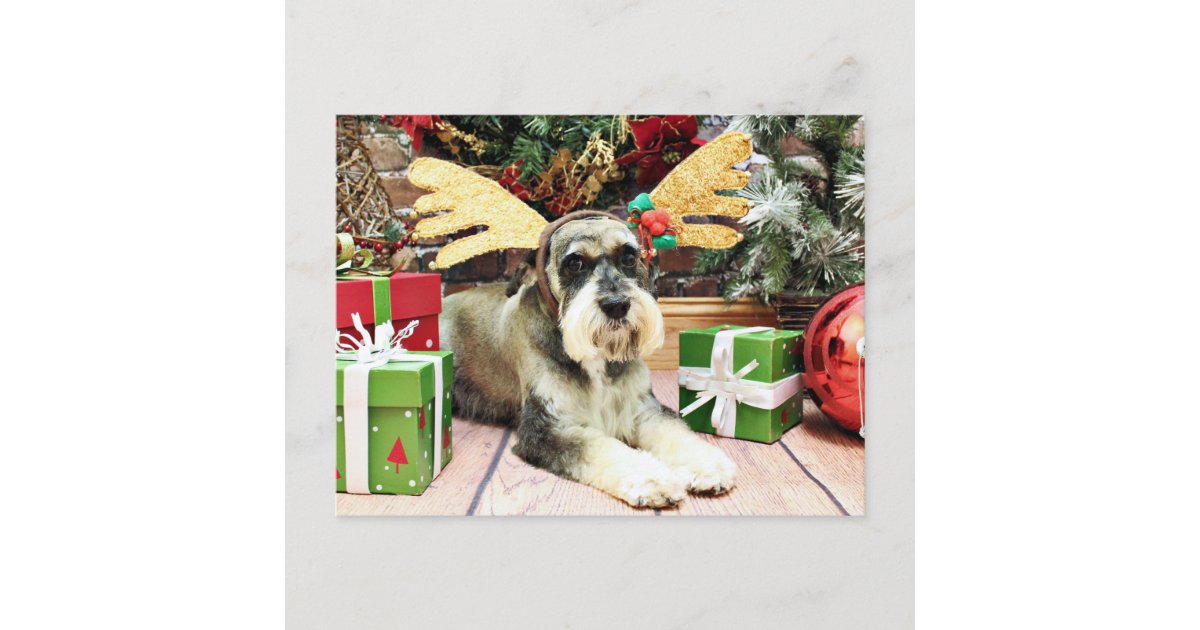 Christmas - Schnauzer - Apache Holiday Postcard | Zazzle