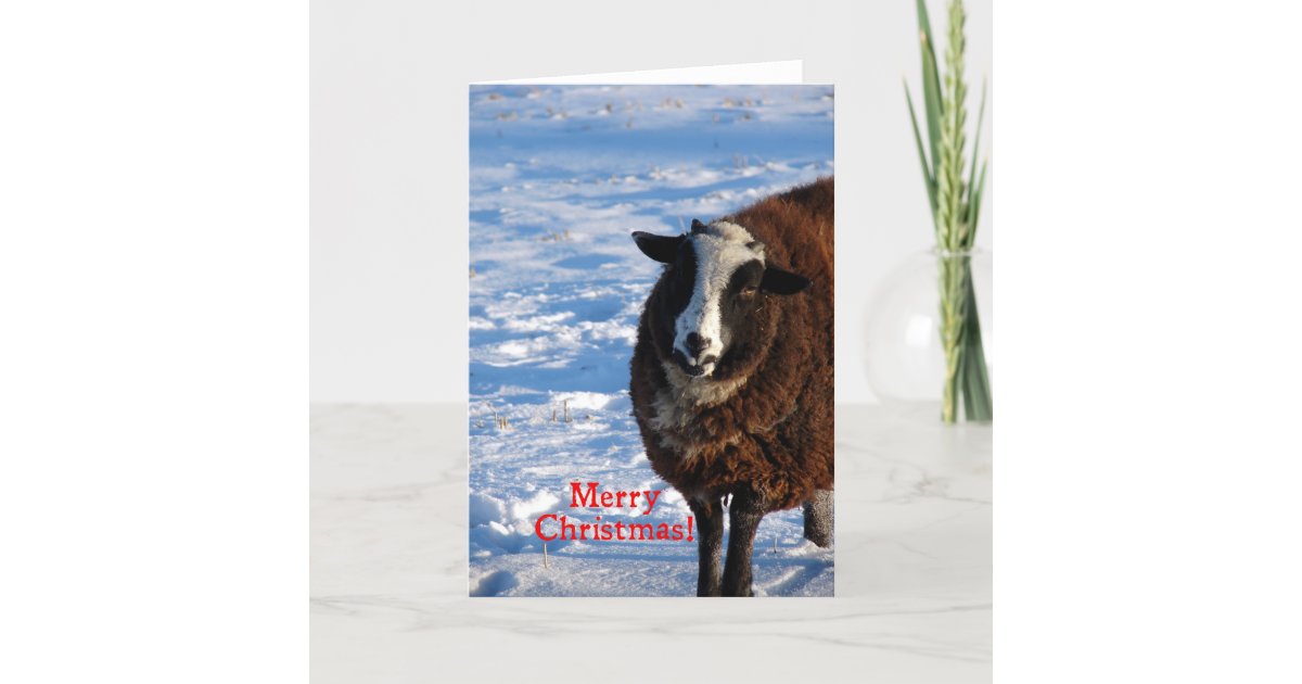 Christmas Sheep Holiday Card | Zazzle