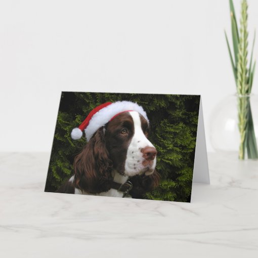 Christmas Springer Spaniel Christmas Card | Zazzle