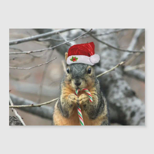 Christmas Squirrel | Zazzle