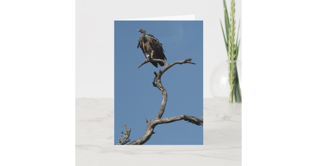 Christmas Vulture Holiday Card | Zazzle