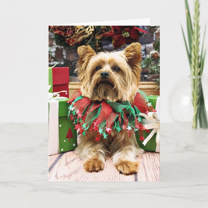 Christmas - Yorkie - Max Holiday Card | Zazzle.com